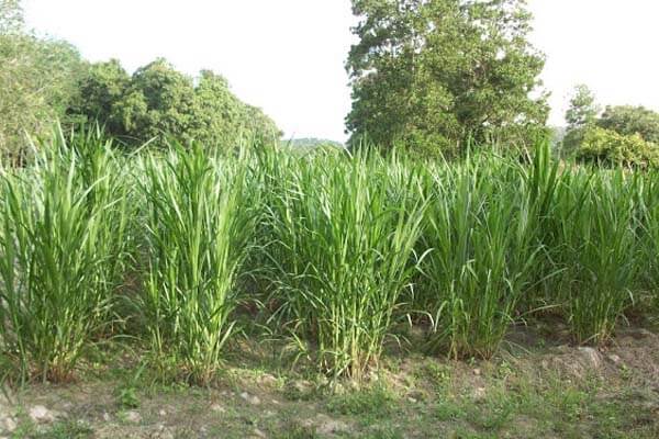 Cara Ternak Kambing Kampung Yang Menguntungkan