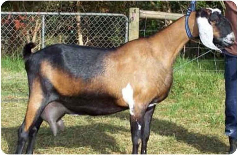 Cara Ternak Kambing Paling Mudah Pada Tahun Ini