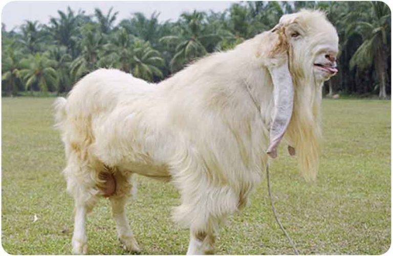 Cara Ternak Kambing Paling Mudah Pada Tahun Ini