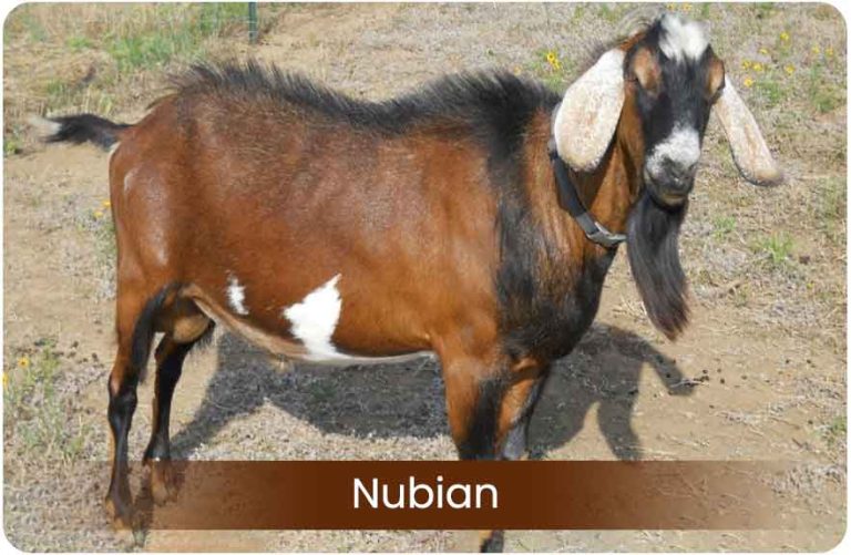 Modal Ternak Kambing Untuk Penternak Baru Bermula