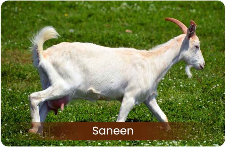 Modal Ternak Kambing Untuk Penternak Baru Bermula