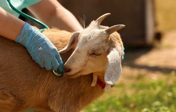 7 Jenis Penyakit Kambing Dan Cara Rawatan Pantas Dan Selamat