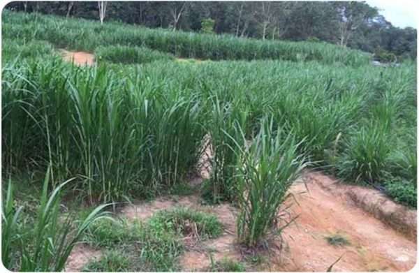 Modal Ternak Kambing Untuk Penternak Baru Bermula