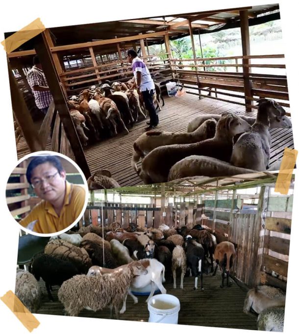 Cara Memulakan Penternakan Kambing Mudah Tahun Ini - Ternakan Kambing
